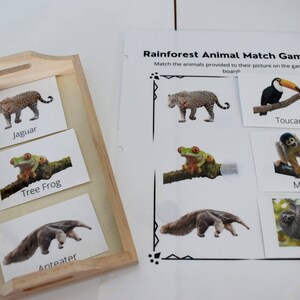 Rainforest Animal Matching Game, Preschool Printable Busy Book Page ...