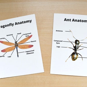 Printable Insect Anatomy Flashcards, Montessori Inspired, Homeschool ...