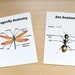Printable Insect Anatomy Flashcards, Montessori Inspired, Homeschool ...