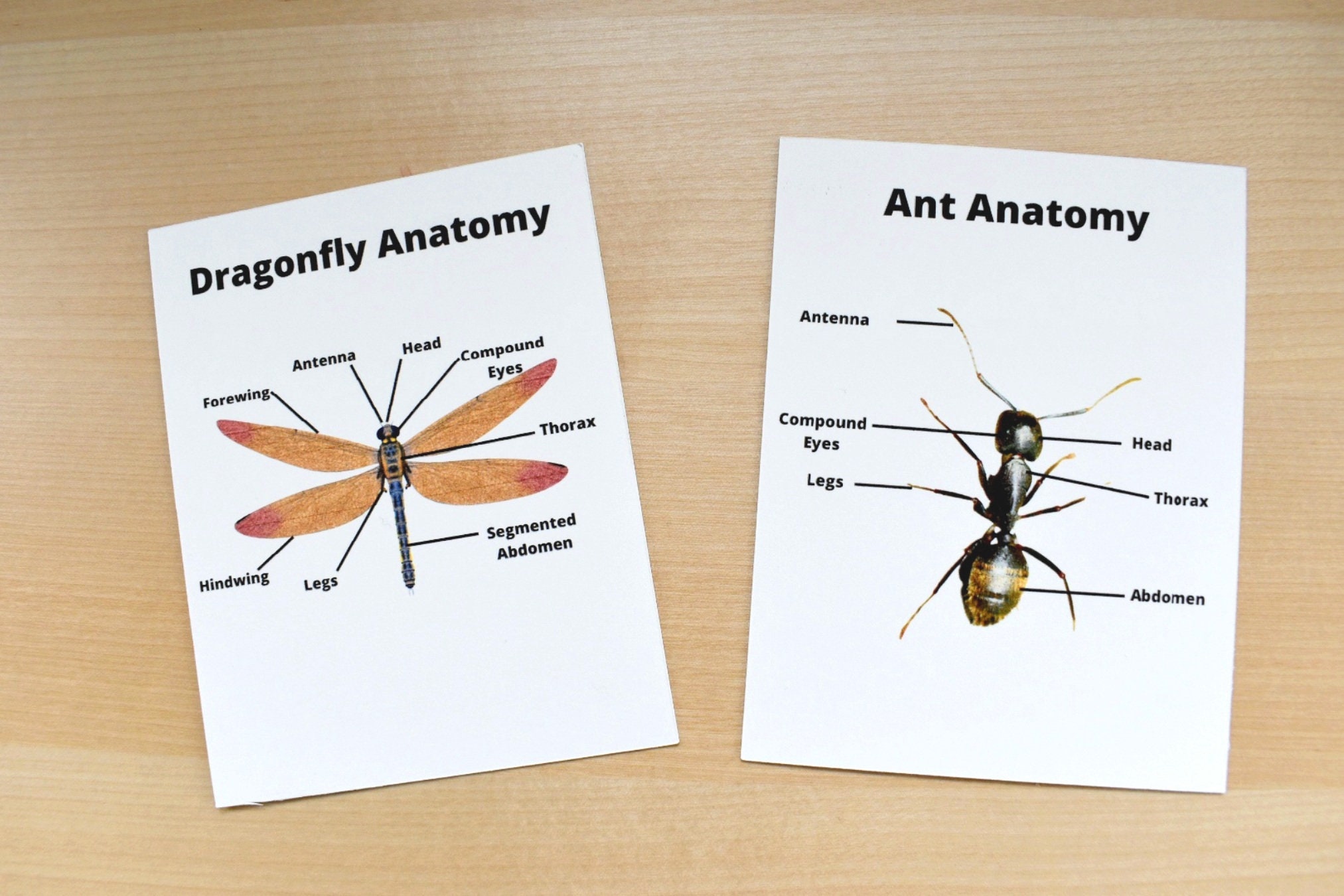 Printable Insect Anatomy Flashcards, Montessori Inspired, Homeschool ...