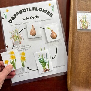 Daffodil Flower Life Cycle Worksheet, Preschool Printable, Nature Study ...