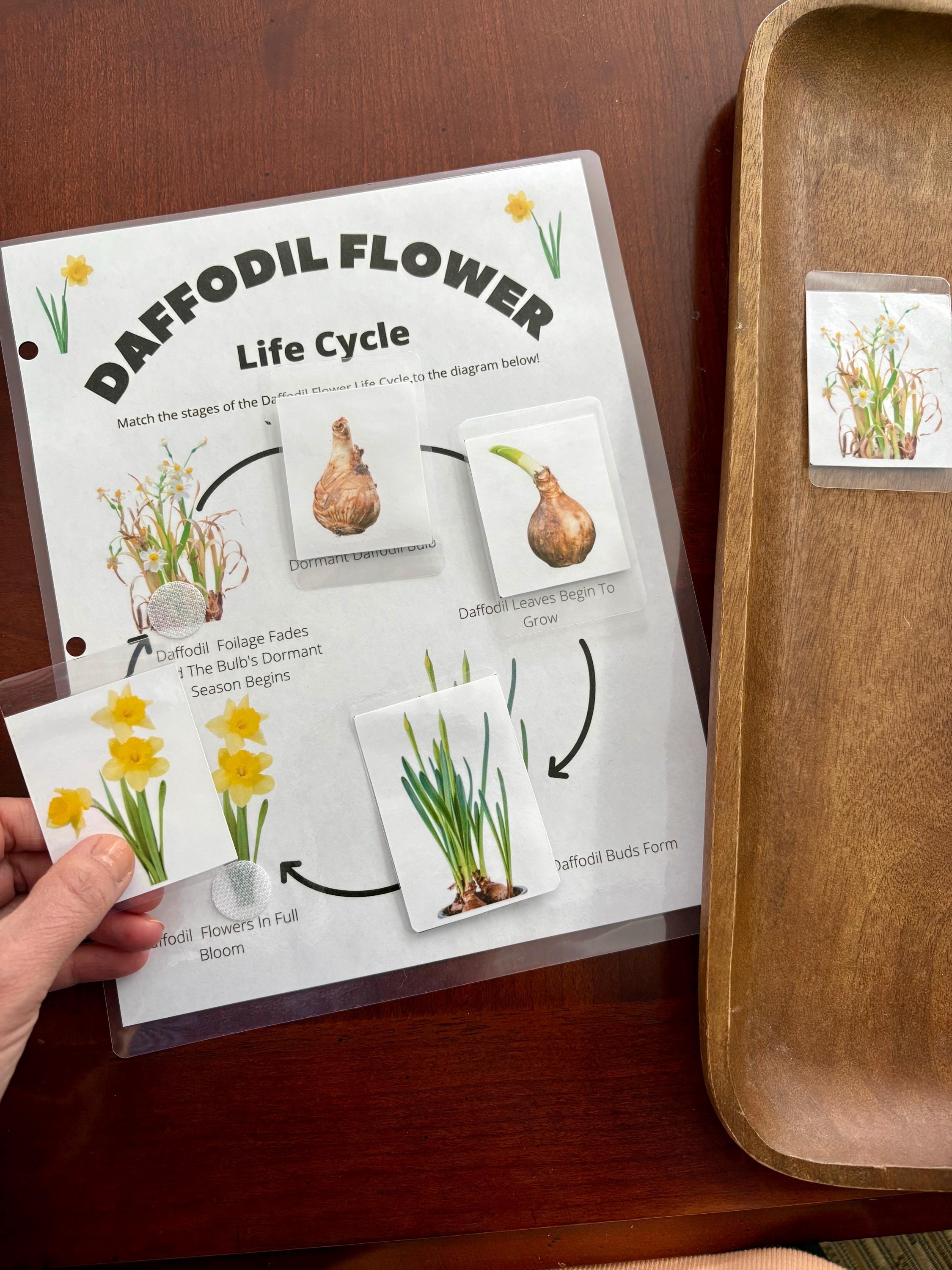 Daffodil Flower Life Cycle Worksheet, Preschool Printable, Nature Study ...