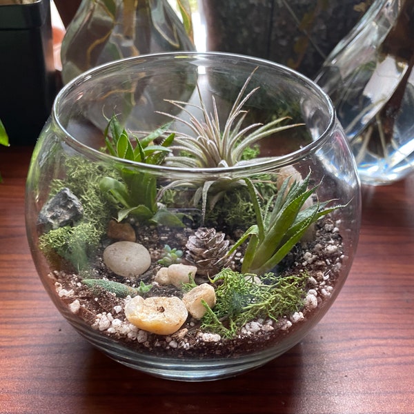 Terrarium Containers - Etsy