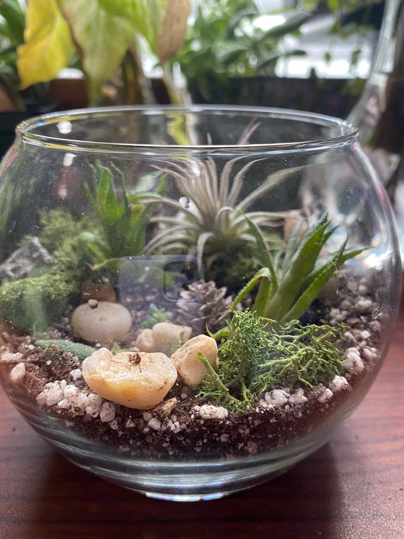 Complete Terrarium Building Kit | Etsy