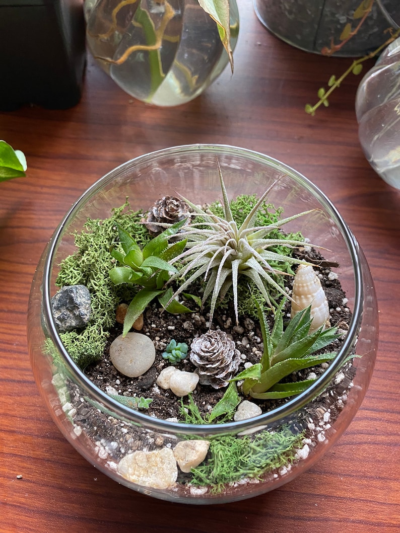 Complete Terrarium Building Kit | Etsy