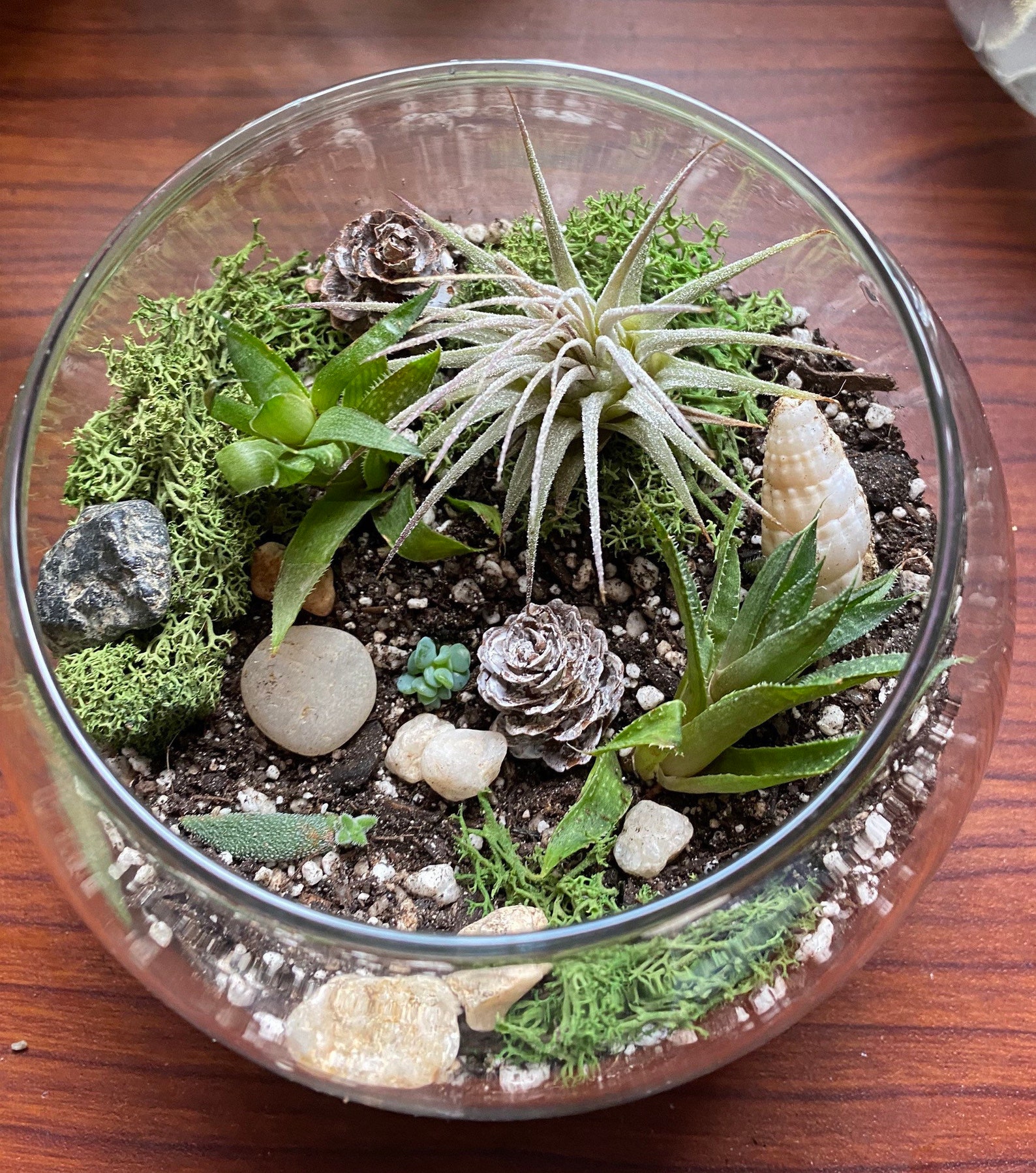 Complete Terrarium Building Kit - Succulent Plant Kit for Beginners - Etsy