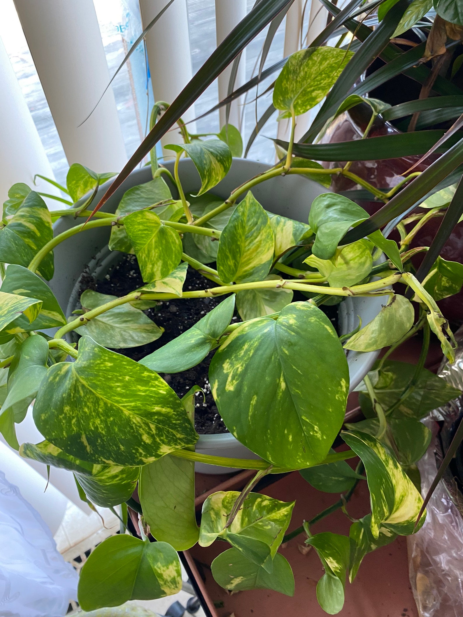 Golden Hawaiian Pothos Plant Cuttings Fully Rooted | Etsy