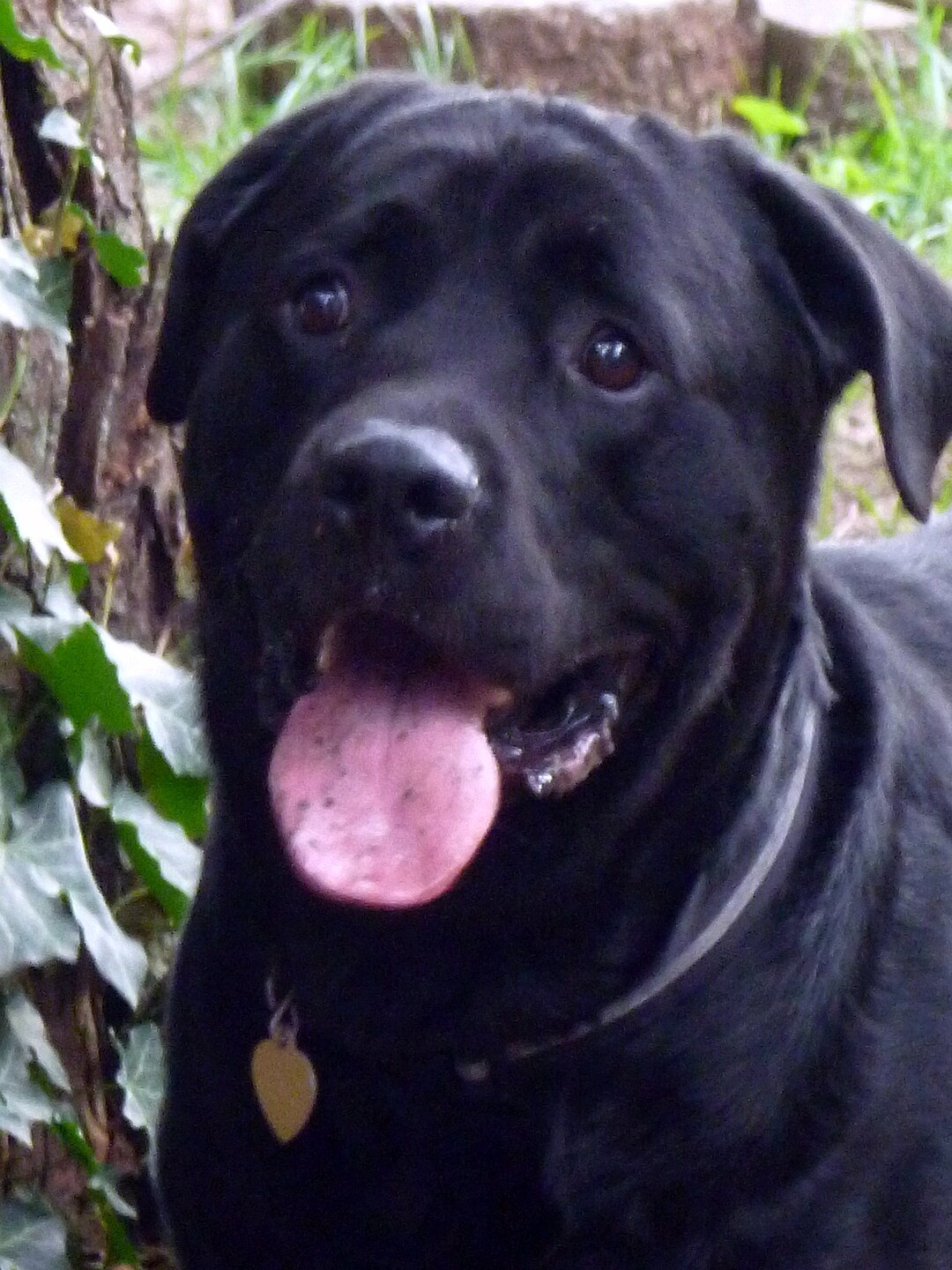 Black Lab Face Photo - Digital - Etsy