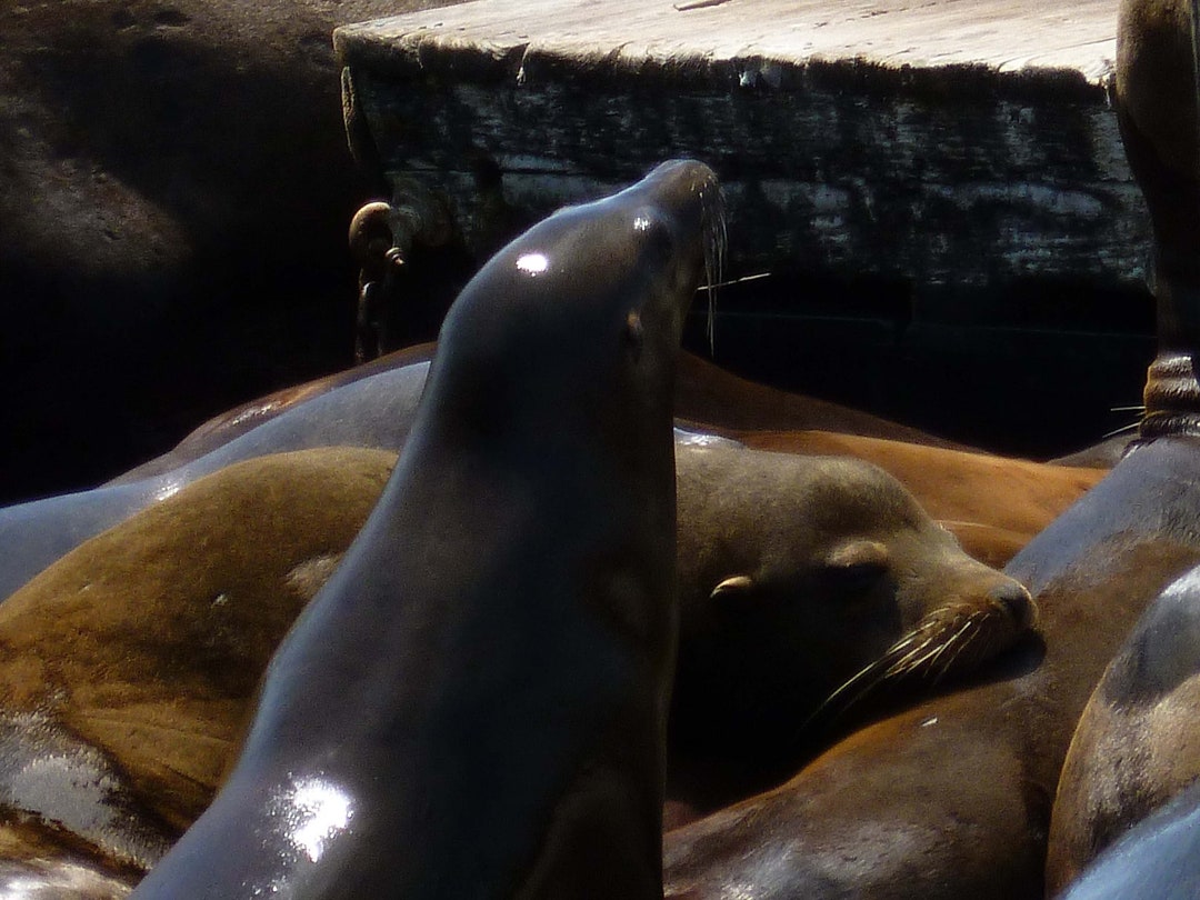 Pier 39 Seals Digital Photo - Etsy