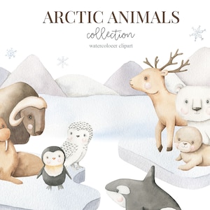 Watercolor Arctic Animals, Woodland Nursery Clipart, Woodland Animals ...