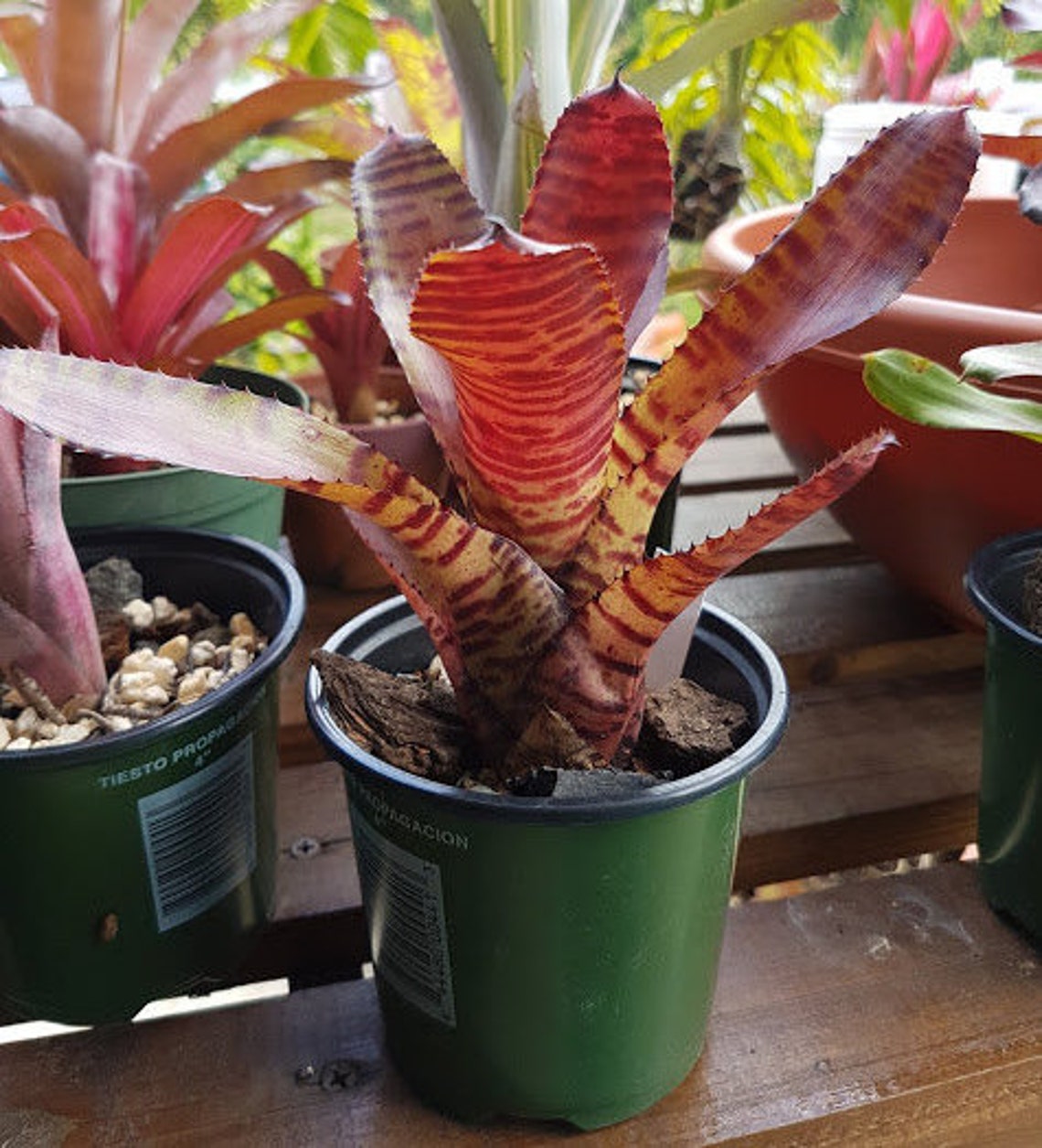 Bromeliad Neoregelia 'Blushing Tiger | Etsy