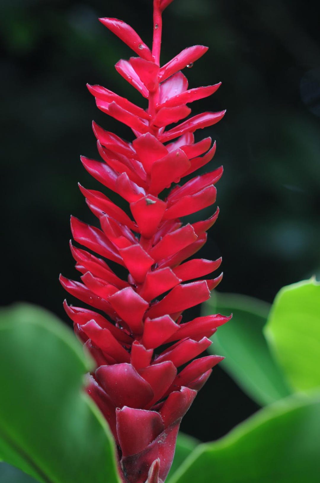 3 Red Ginger Rhizome - Etsy