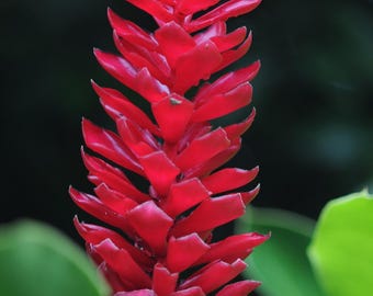 Hawaiian Red Ginger Alpinia Purpurata Live Rhizome With Stalk - Etsy
