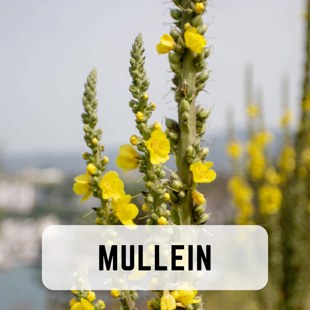 Mullein Seeds – Common Mullein – Verbascum Thapsus – Heirloom Medicinal ...