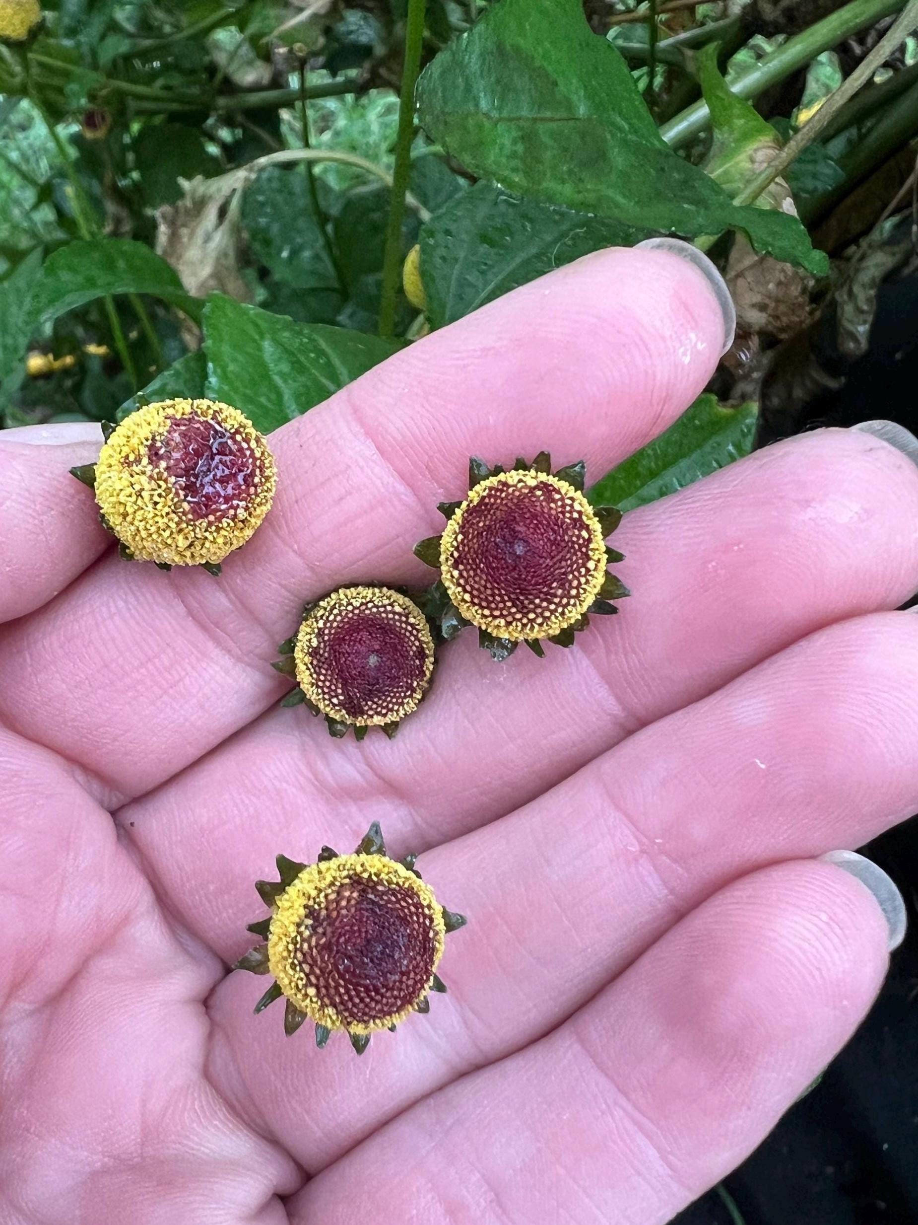 Toothache Plant Seeds: Organic Heirloom Acmella Oleracea - 50+ Seeds - Etsy