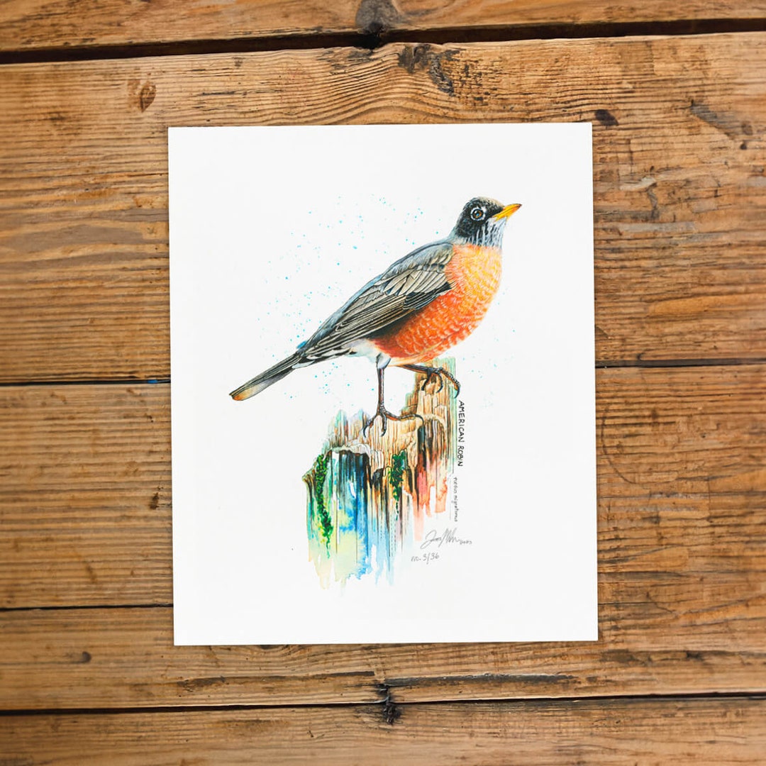 American Robin Study 2021 Art Print Limited Edition of 10 - Etsy