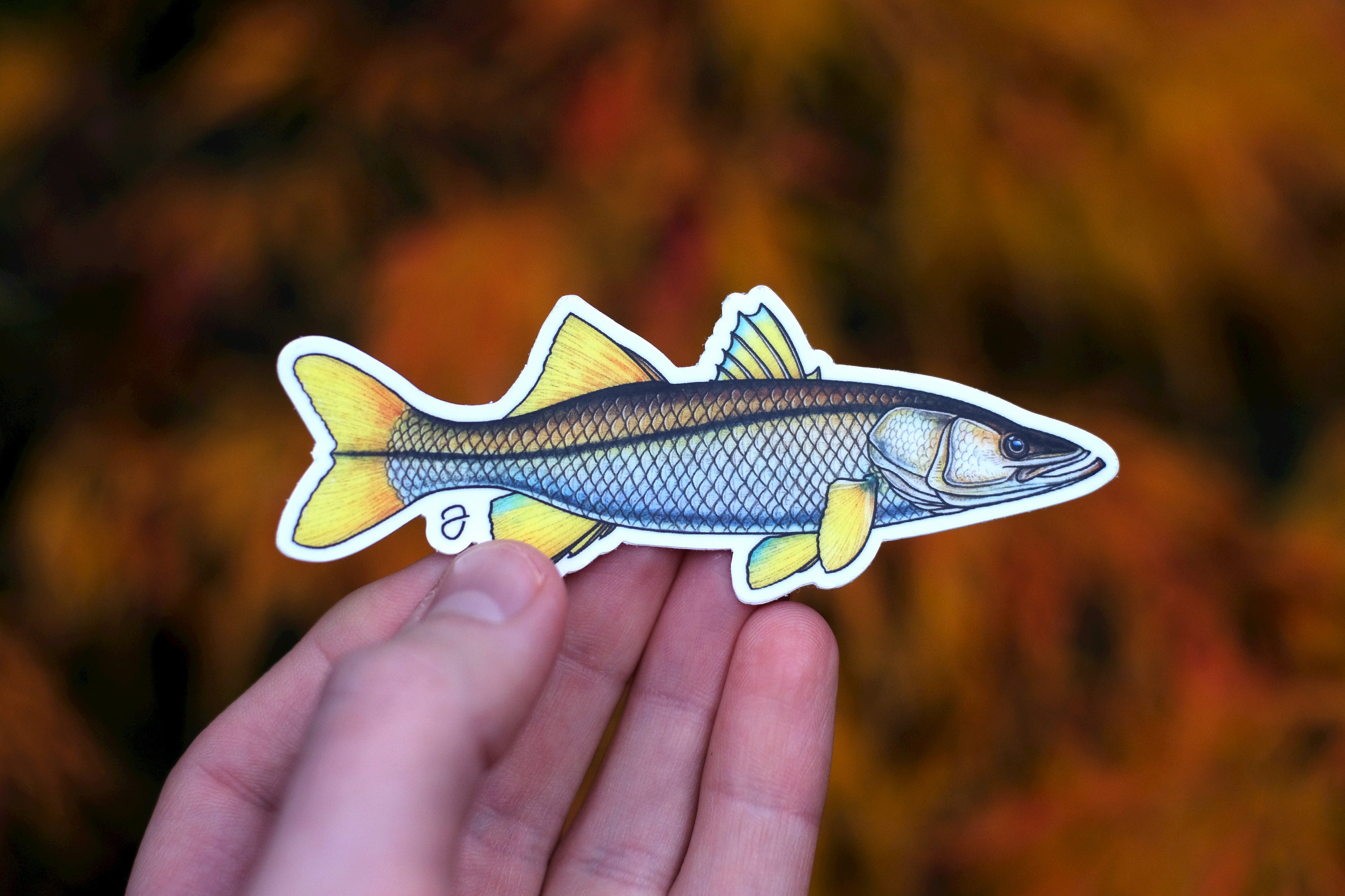 Common Snook Sticker - 4" - Etsy