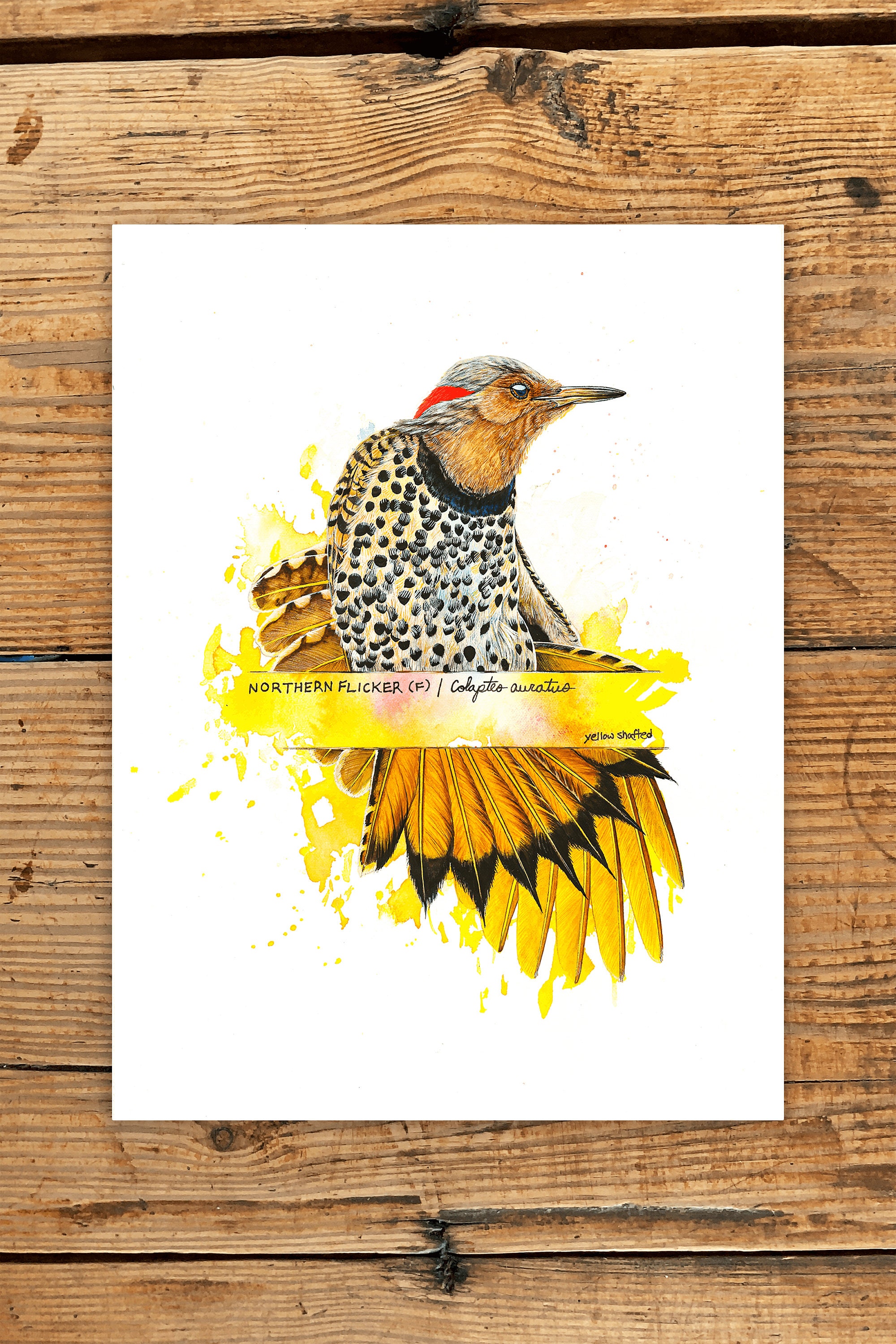 Northern Flicker Study 2021 Art Print Limited Edition of 10 - Etsy