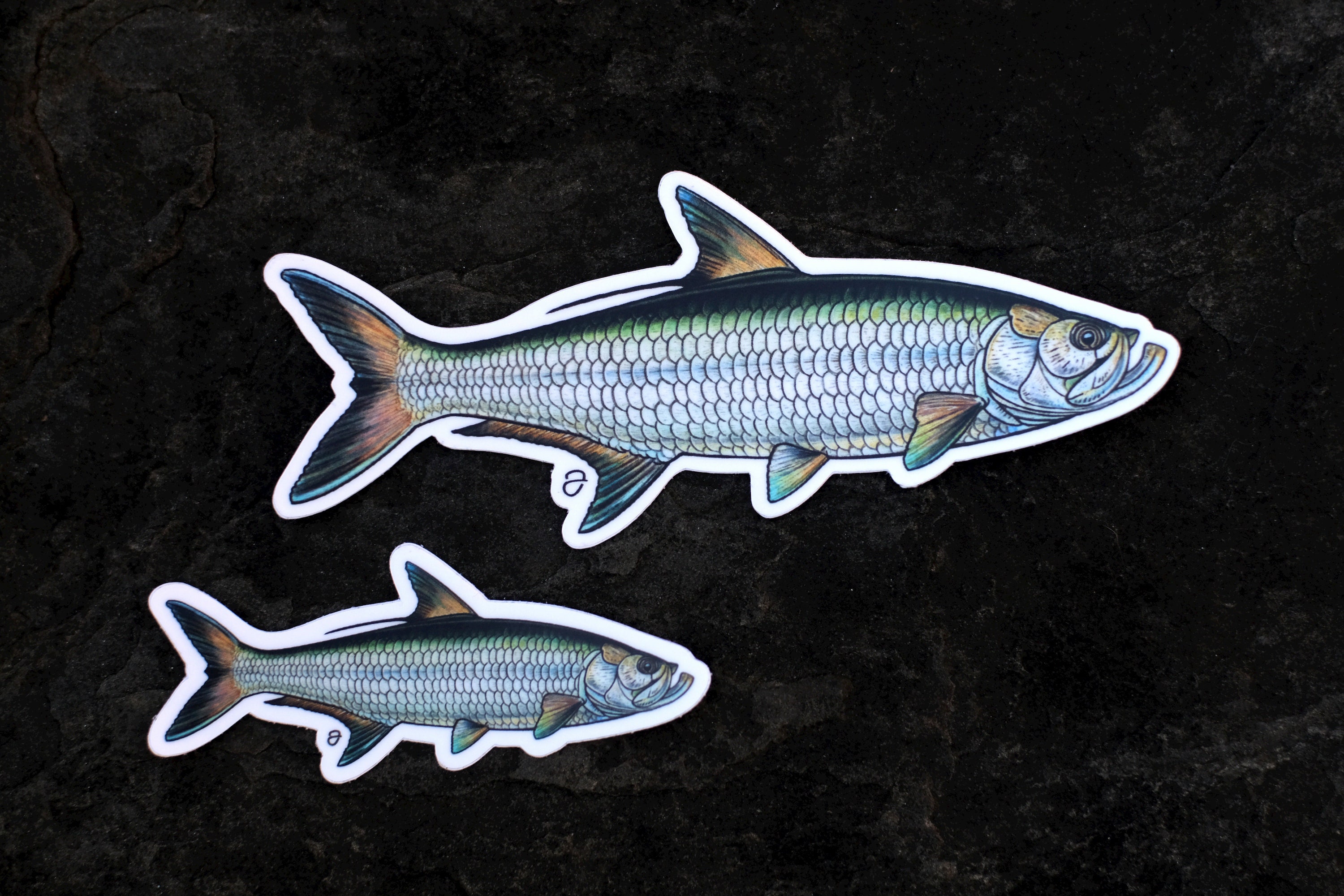 Atlantic Tarpon Sticker 3 or 5 - Etsy