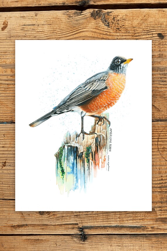 American Robin Study 2021 Art Print Limited Edition of 10 - Etsy