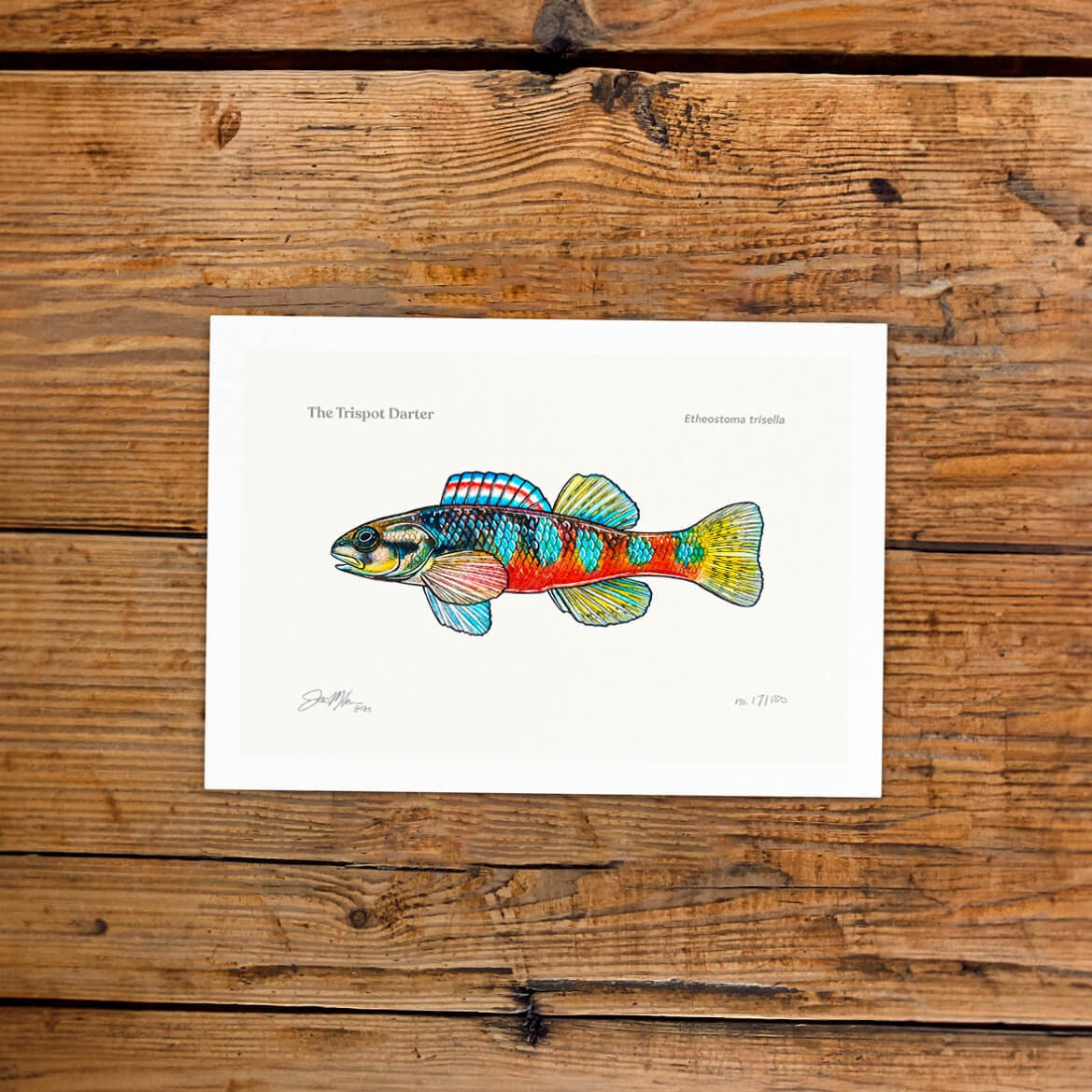 Trispot Darter 6x9 Giclée Fine Art Print Edition of 150 - Etsy