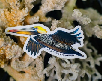 Pelican Sticker - Etsy