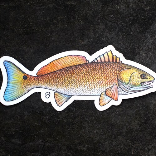 Red Drum Sticker 4 - Etsy