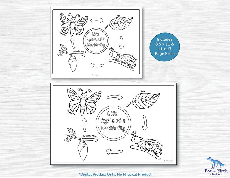 Butterfly Life Cycle Coloring Page / Printable Educational Activity PDF ...