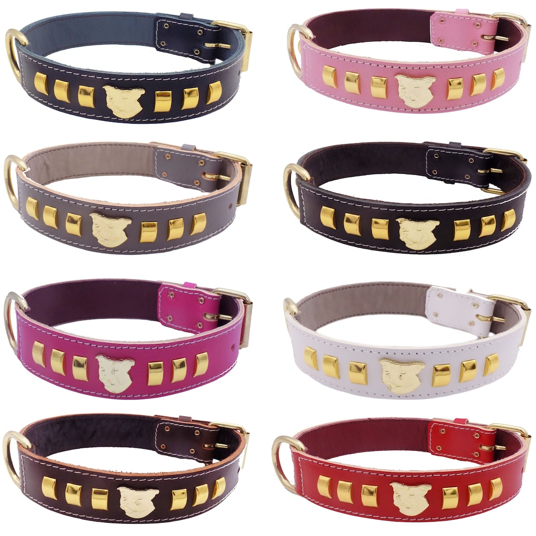 Unique Staffy Leather Dog Collar With Gold Staffordshire Bull Terrier ...