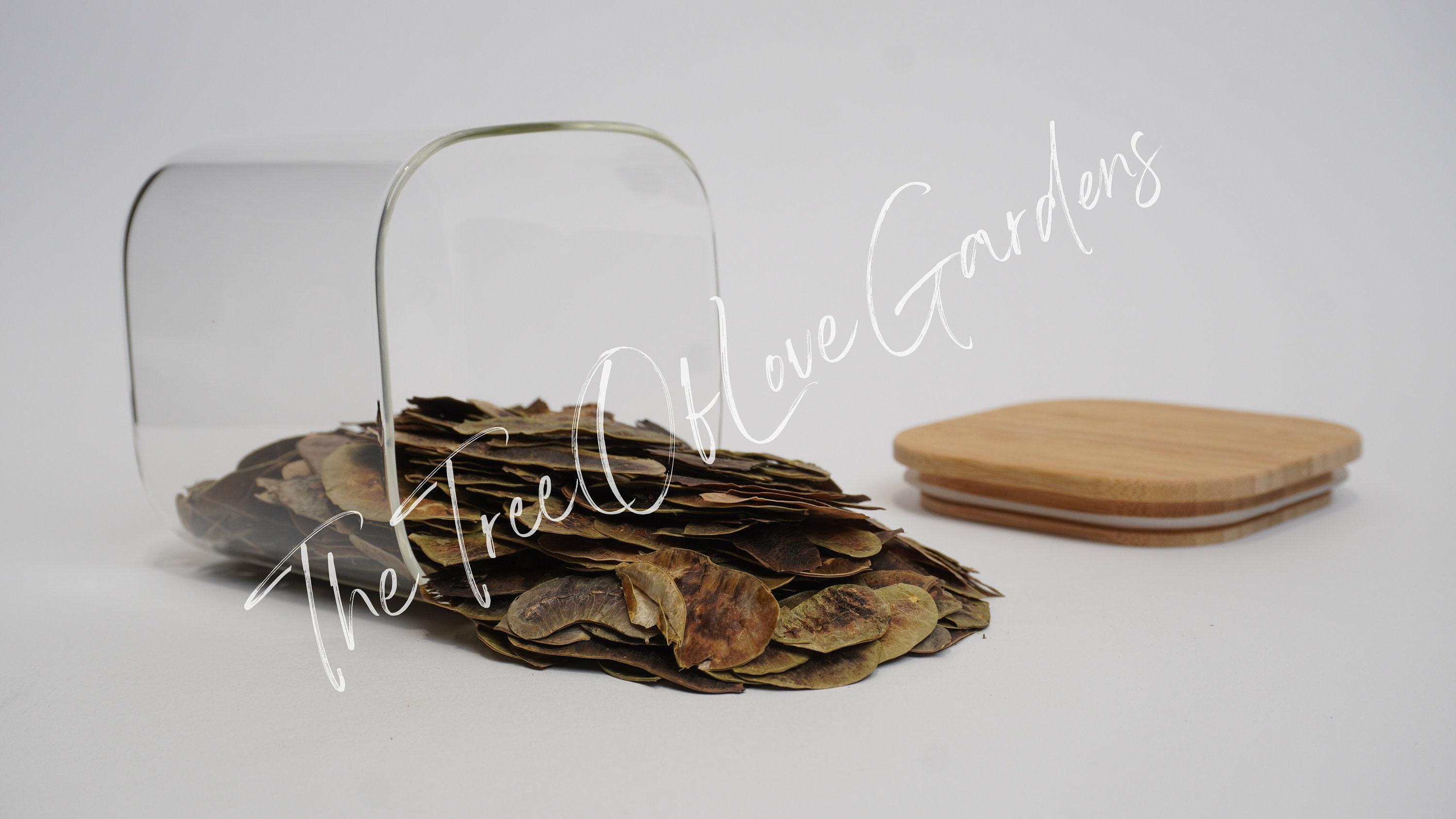 Senna Pods | Senna Tea | Senna Alexandrina | Hojas De Sen | Organic ...