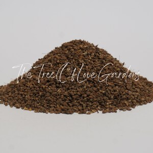 Anise Seeds Pimpinella Anisum Whole Seed - Etsy