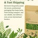 Sweet Wormwood | Artemisia Annua | Sweet Annie Tea | Herb Infusion ...