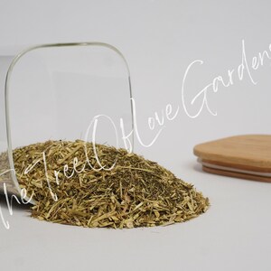 Sweet Wormwood | Artemisia Annua | Sweet Annie Tea | Herb Infusion ...