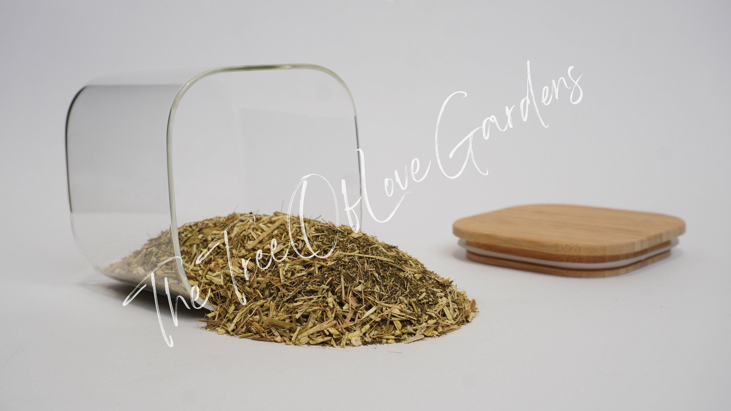 Artemisia Annua Tea | Sweet Wormwood | Sweet Annie | Qinghaosu Herb ...