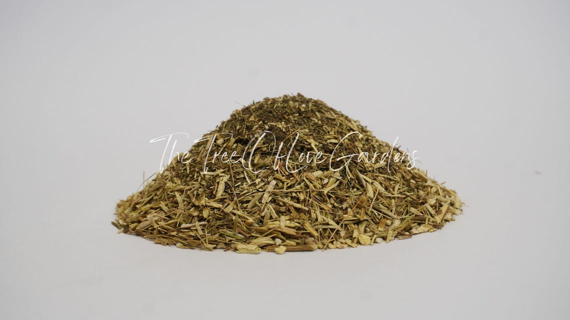 Sweet Wormwood | Artemisia Annua | Sweet Annie Tea | Herb Infusion ...