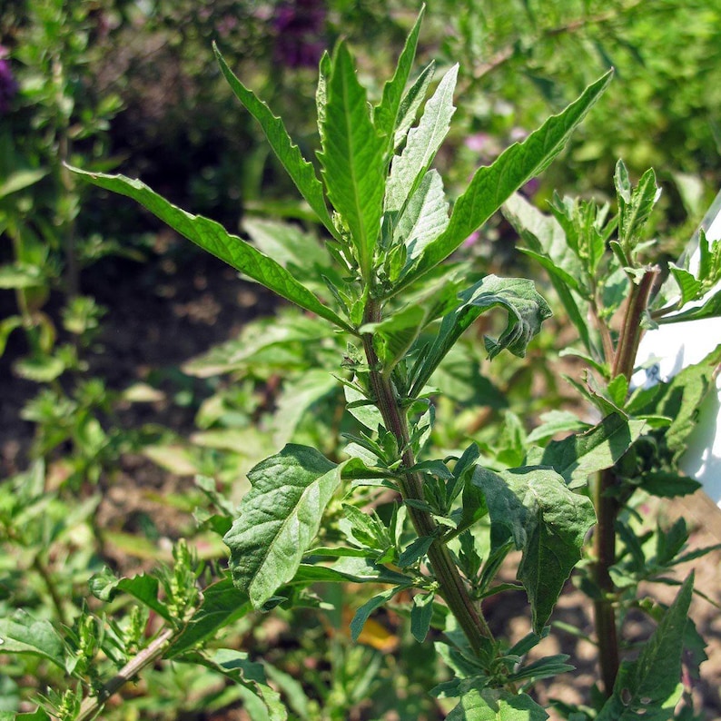 Epazote Herb | Chenopodium Ambrosioides | Mexican Tea | Semi Contra ...