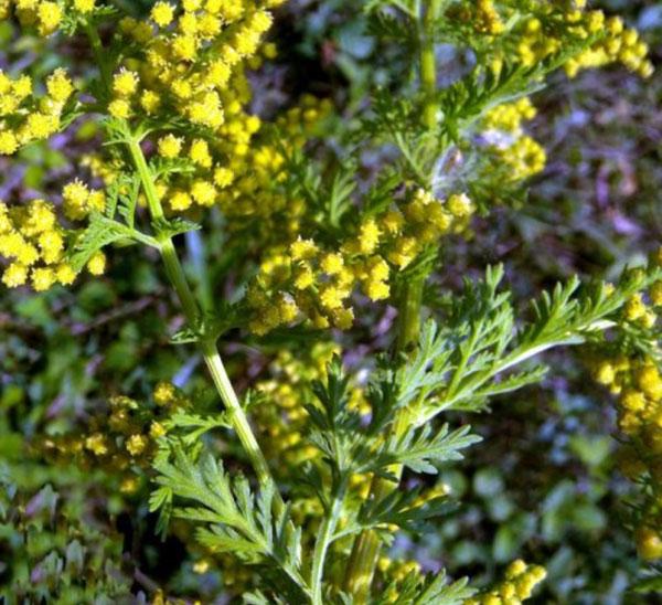 Sweet Wormwood | Artemisia Annua | Sweet Annie Tea | Herb Infusion ...