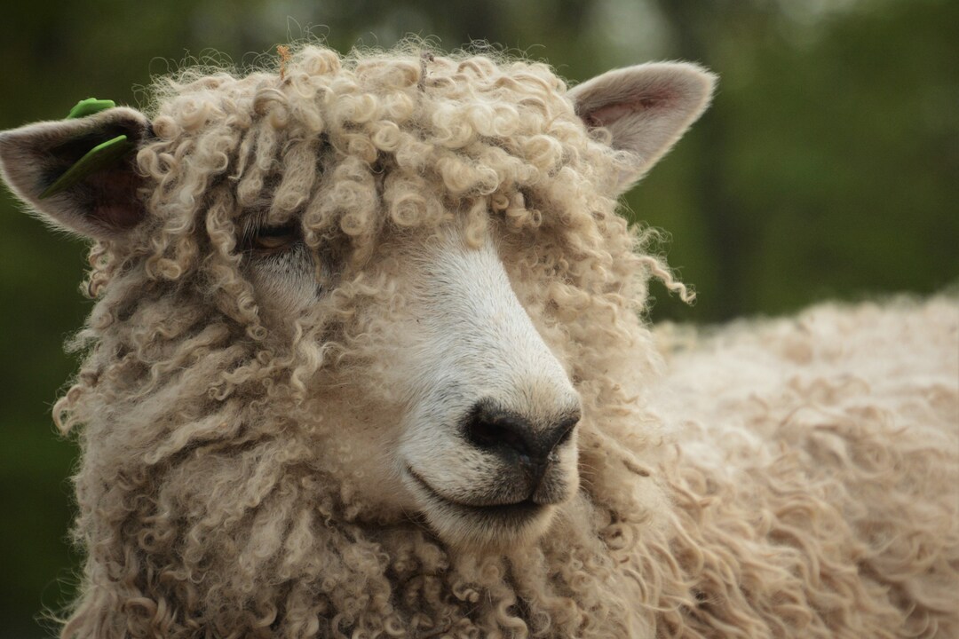 Cotswold Sheep Photograph From Our Farm, Farm Animal Photos, Wall Art ...