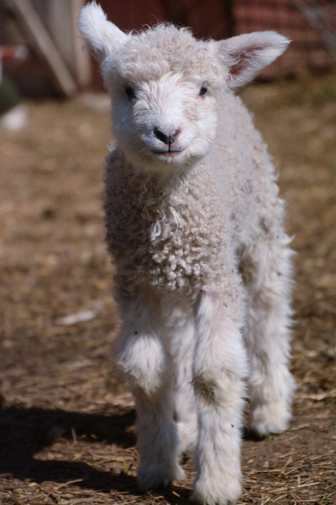Cotswold Lamb, Snow |photo From Our Farm | Farm Animal Photo | Wall Art ...