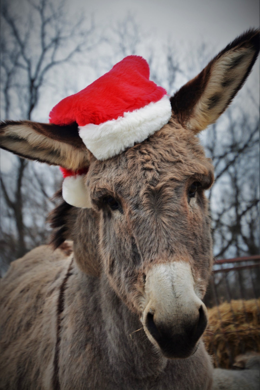Holiday Cheer Donkey | Santa Donkey | Christmas Wall Art - Etsy