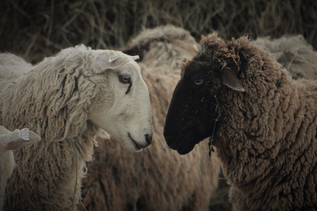 Friends Sheep Photograph From Our Farm, Sheep Photography, Wall Hanging ...