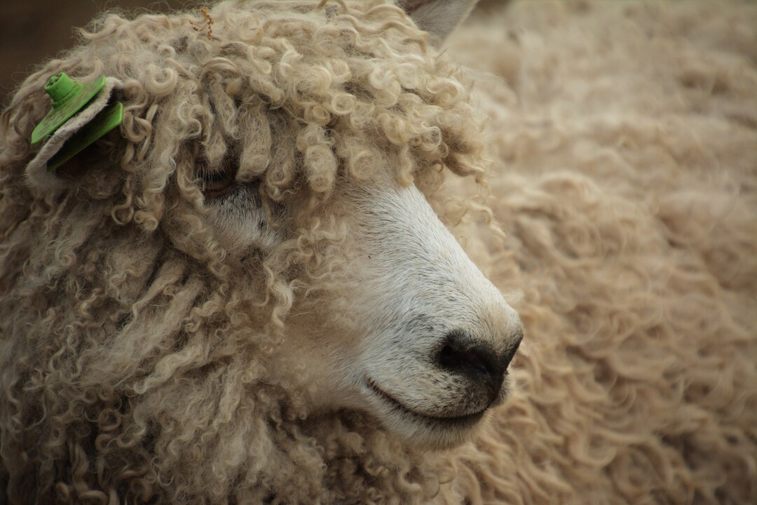 Cotswold Sheep Photograph From Our Farm, Farm Animal Photos, Wall Art ...