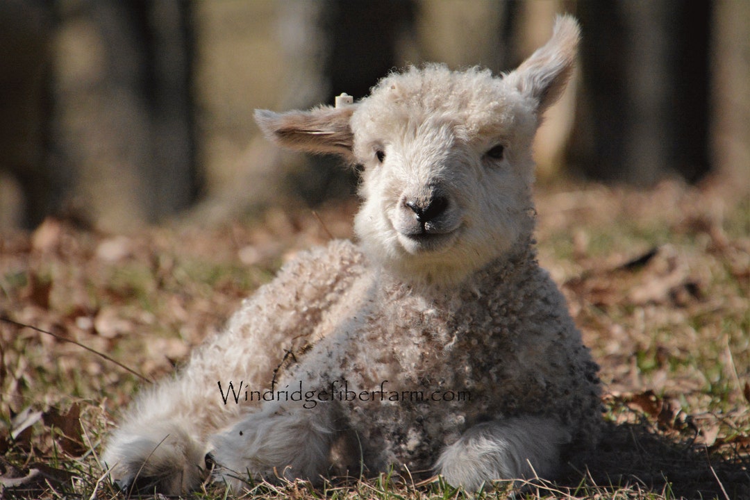 Cotswold Lamb Photo From Our Farm, Farm Animal Photo, Wall Art - Etsy