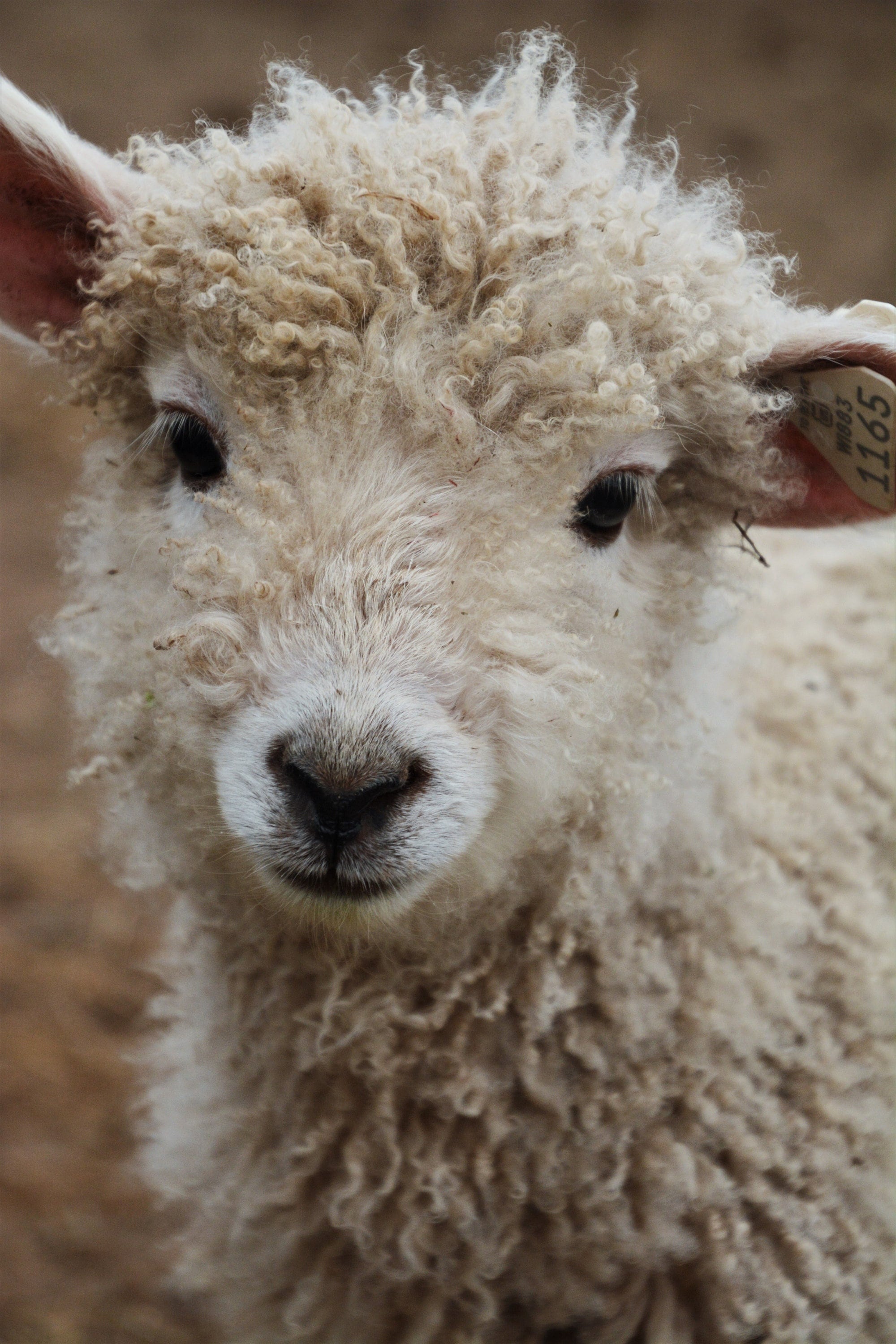 Cotswold Lamb Photograph From Our Farm, Farm Animal Photos, Wall Art - Etsy