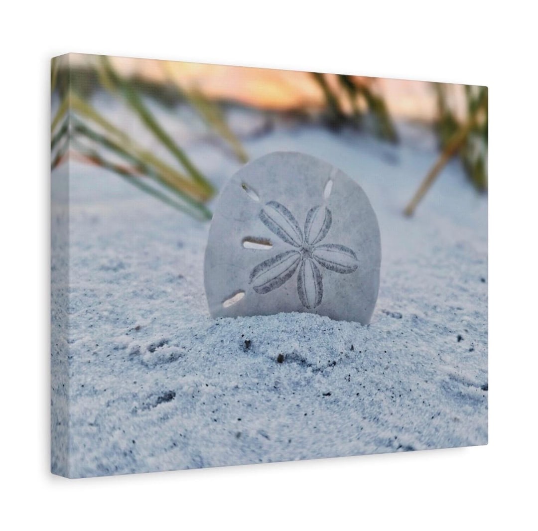 Sand Dollar Canvas Art: Coastal Beach House Decor - Etsy
