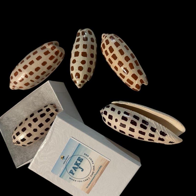 Natural Junonia Seashell - Etsy