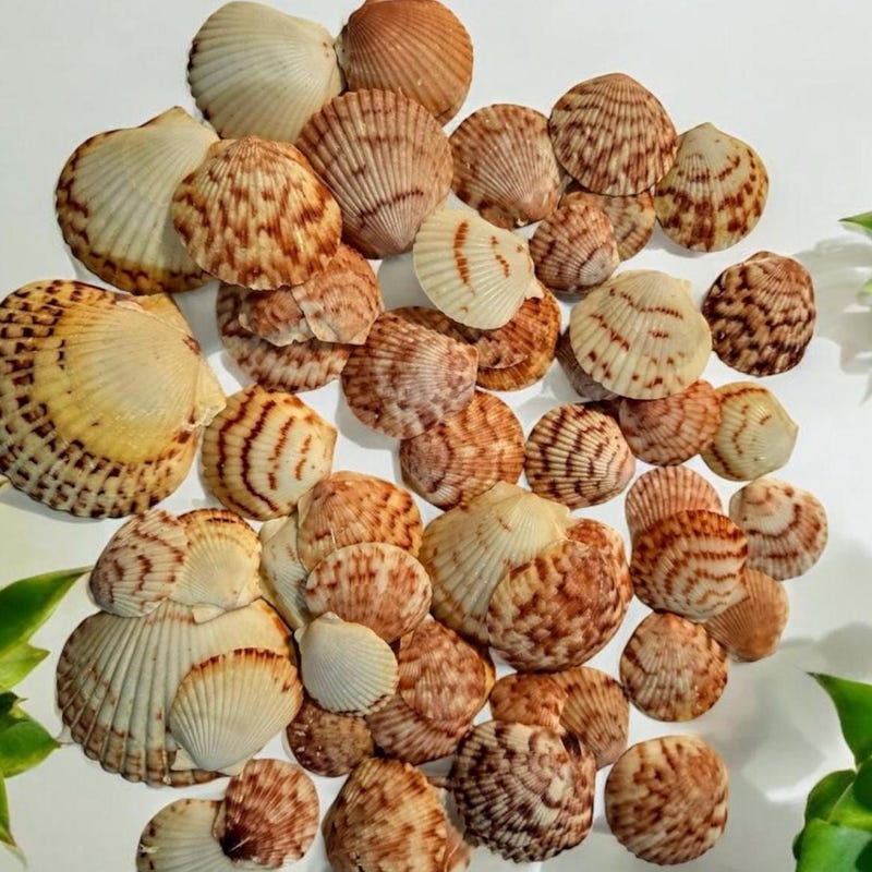 Sea Shell Display - Etsy