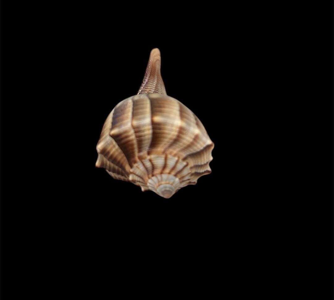 Lightning Whelk Seashell | Natural Seashell From Florida Gulf. - Etsy
