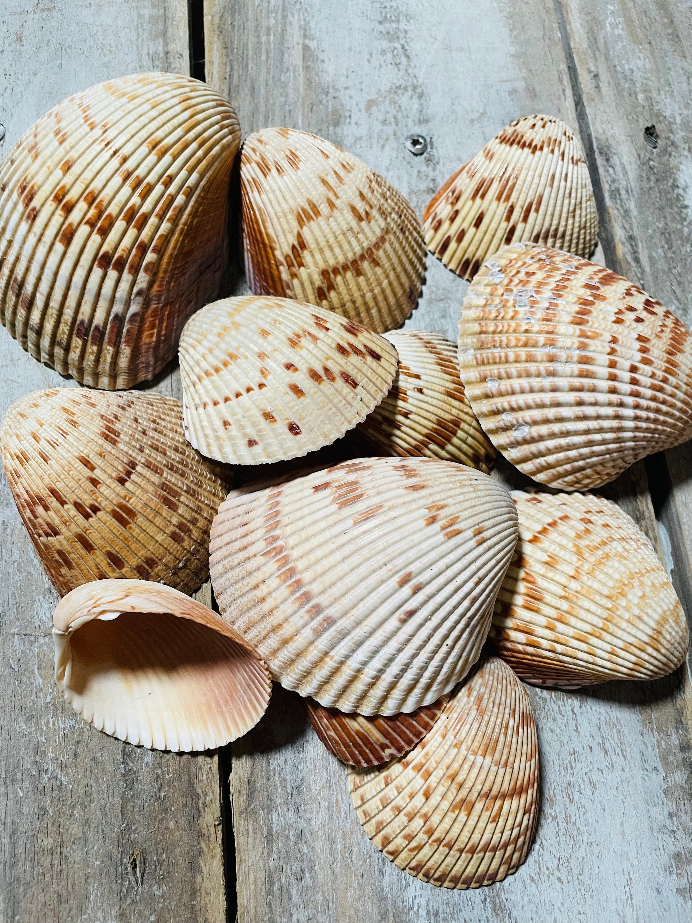 Cockle Seashells From Florida Gulf, Mixed Lot of Cockle Shells for ...