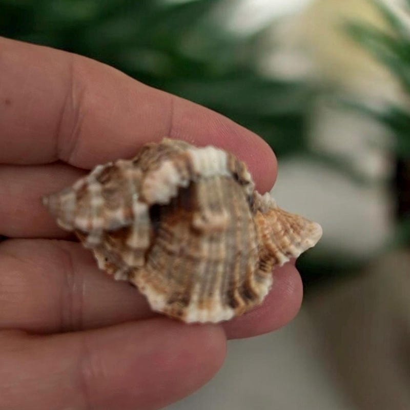 Murex Shell - Etsy